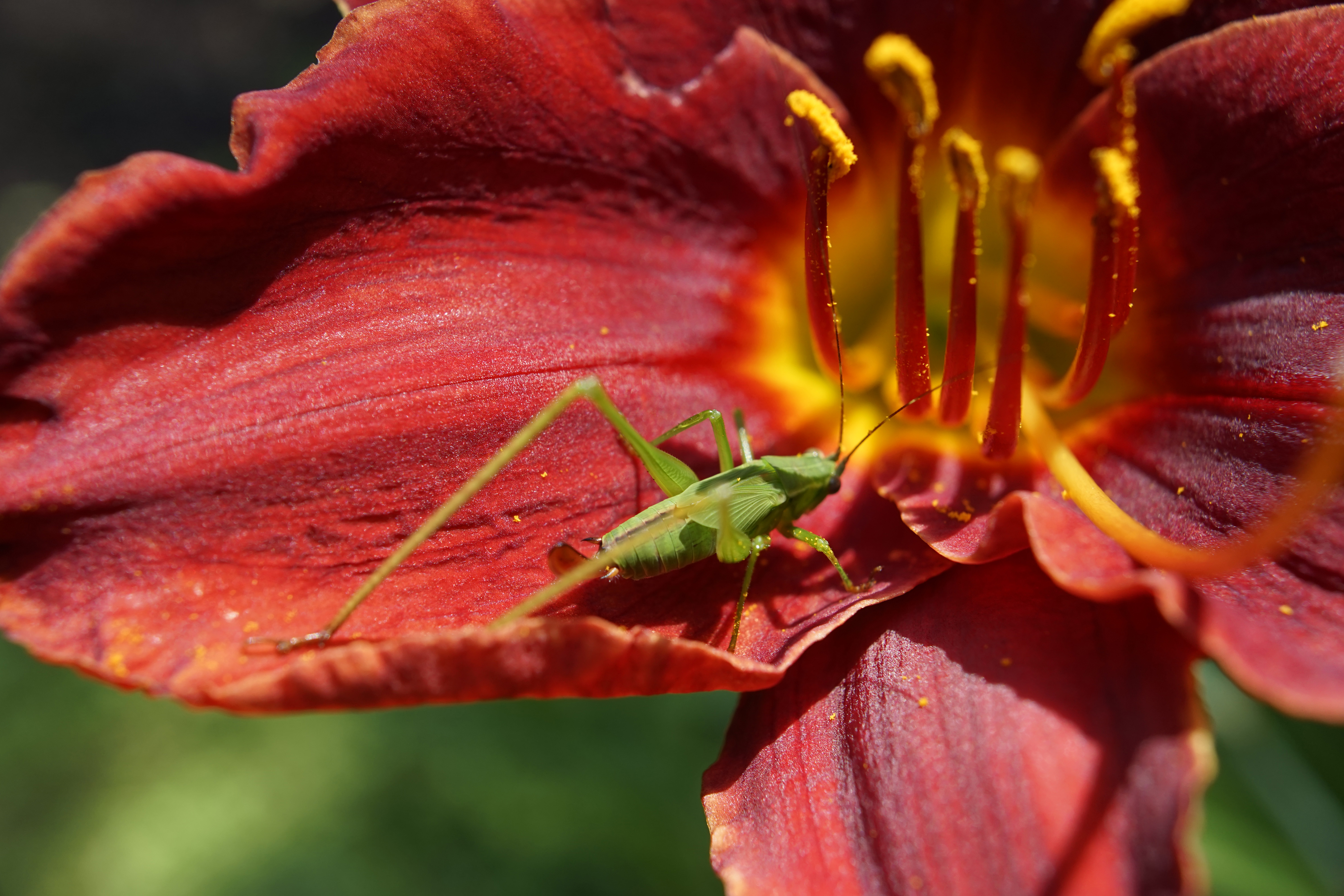 Insect in Red | Shutterbug